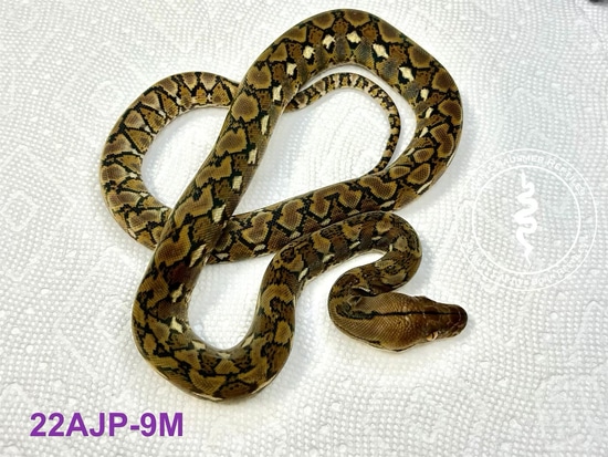 Classic 66% Het Albino 50% Het Anery 31.25% Kalatoa Reticulated Python ...