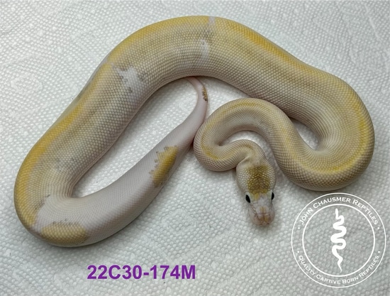 Pastel Lesser Gray Matter Ball Python by John Chausmer Reptiles