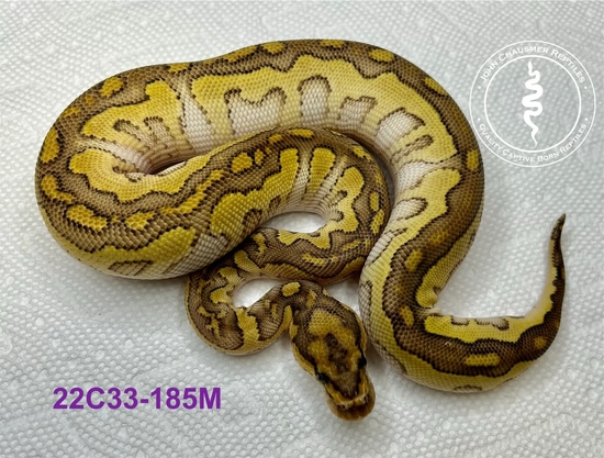 Pastel Lesser Enchi Clown Ball Python by John Chausmer Reptiles