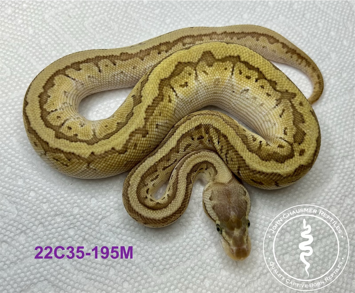 Pastel Lesser Pinstripe DH Pied/Clown POs Het DG Ball Python by John ...