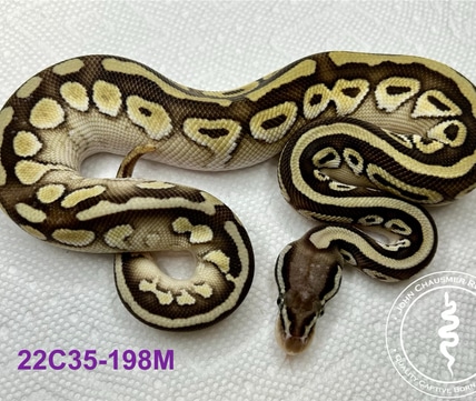 Champagne Cinnamon GHI Ball Python by John Chausmer Reptiles - MorphMarket