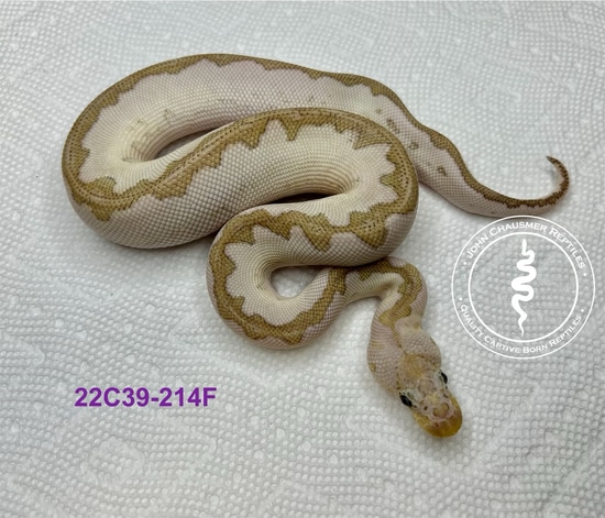 Super Pastel Bamboo Clown Ball Python by John Chausmer Reptiles
