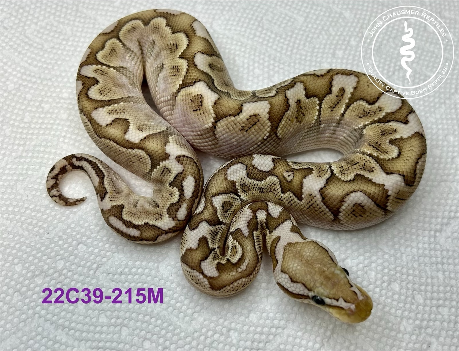 Pastel Bamboo Het Clown Ball Python by John Chausmer Reptiles - MorphMarket
