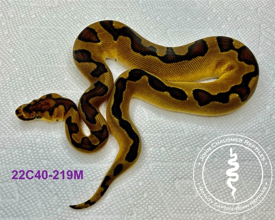 Enchi Clown Ball Python by John Chausmer Reptiles