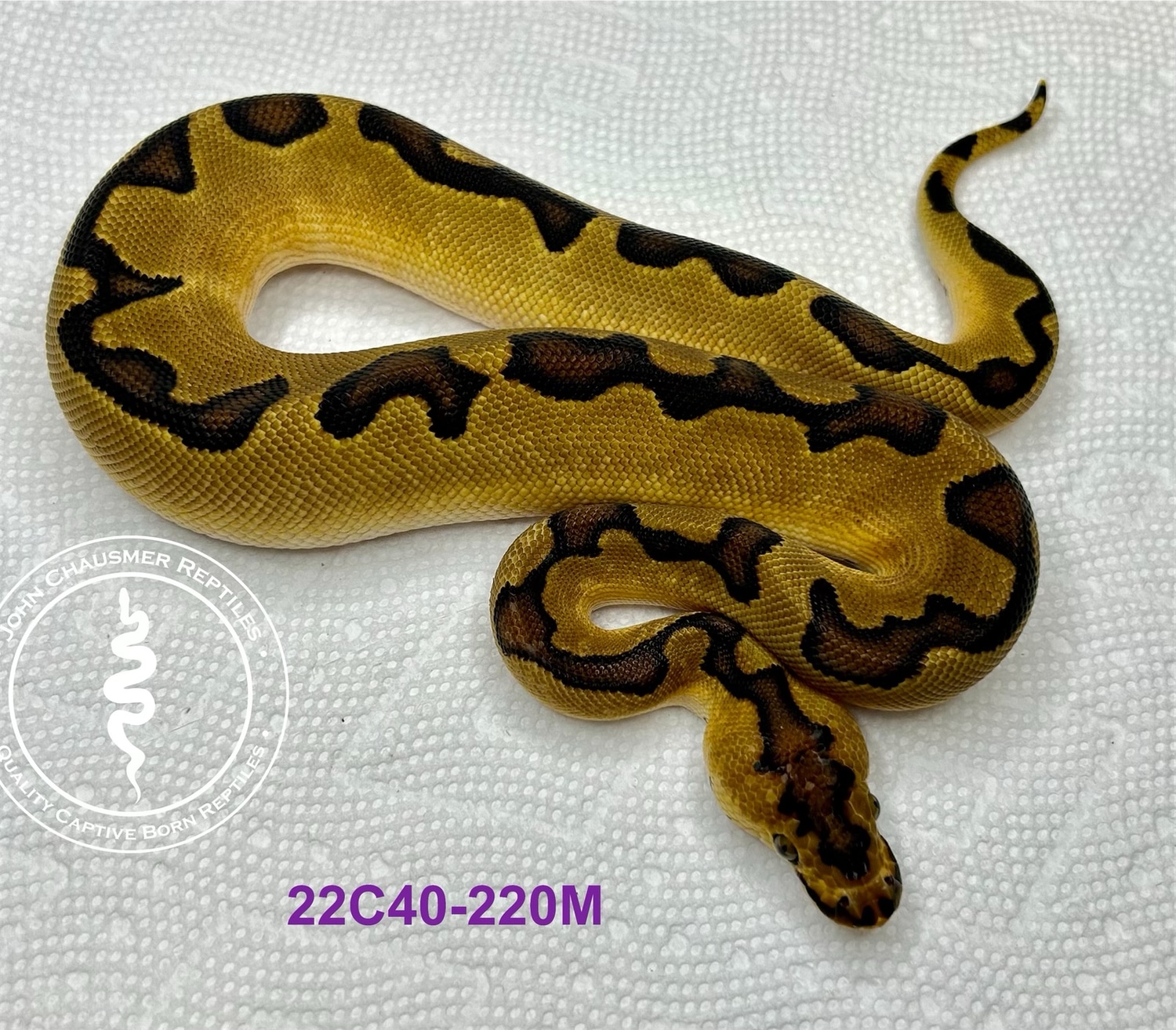 OD Enchi Clown Ball Python by John Chausmer Reptiles - MorphMarket