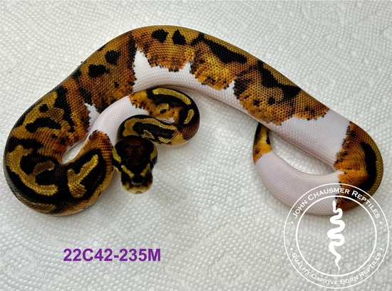 Piebald Ball Python by John Chausmer Reptiles