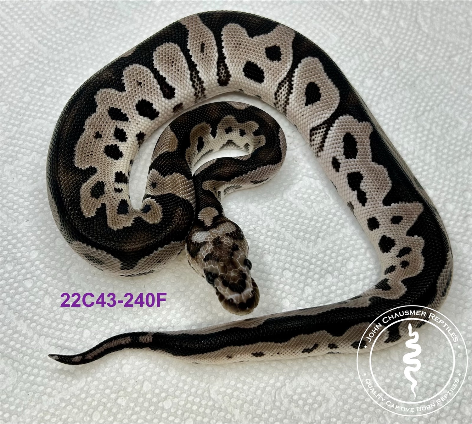 VPI Axanthic Clown Ball Python by John Chausmer Reptiles - MorphMarket