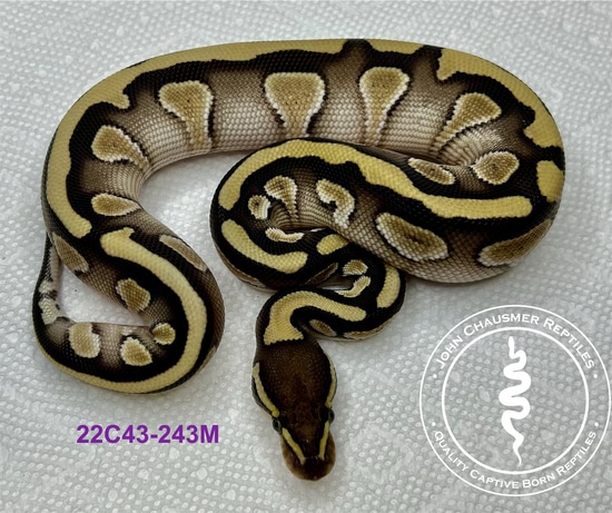 Lesser DH VPI Axanthic/Clown Ball Python by John Chausmer Reptiles