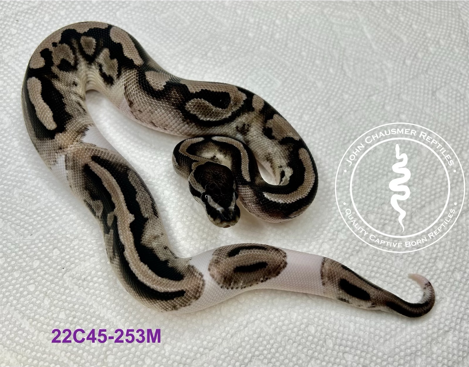 VPI Axanthic Piebald Ball Python by John Chausmer Reptiles - MorphMarket