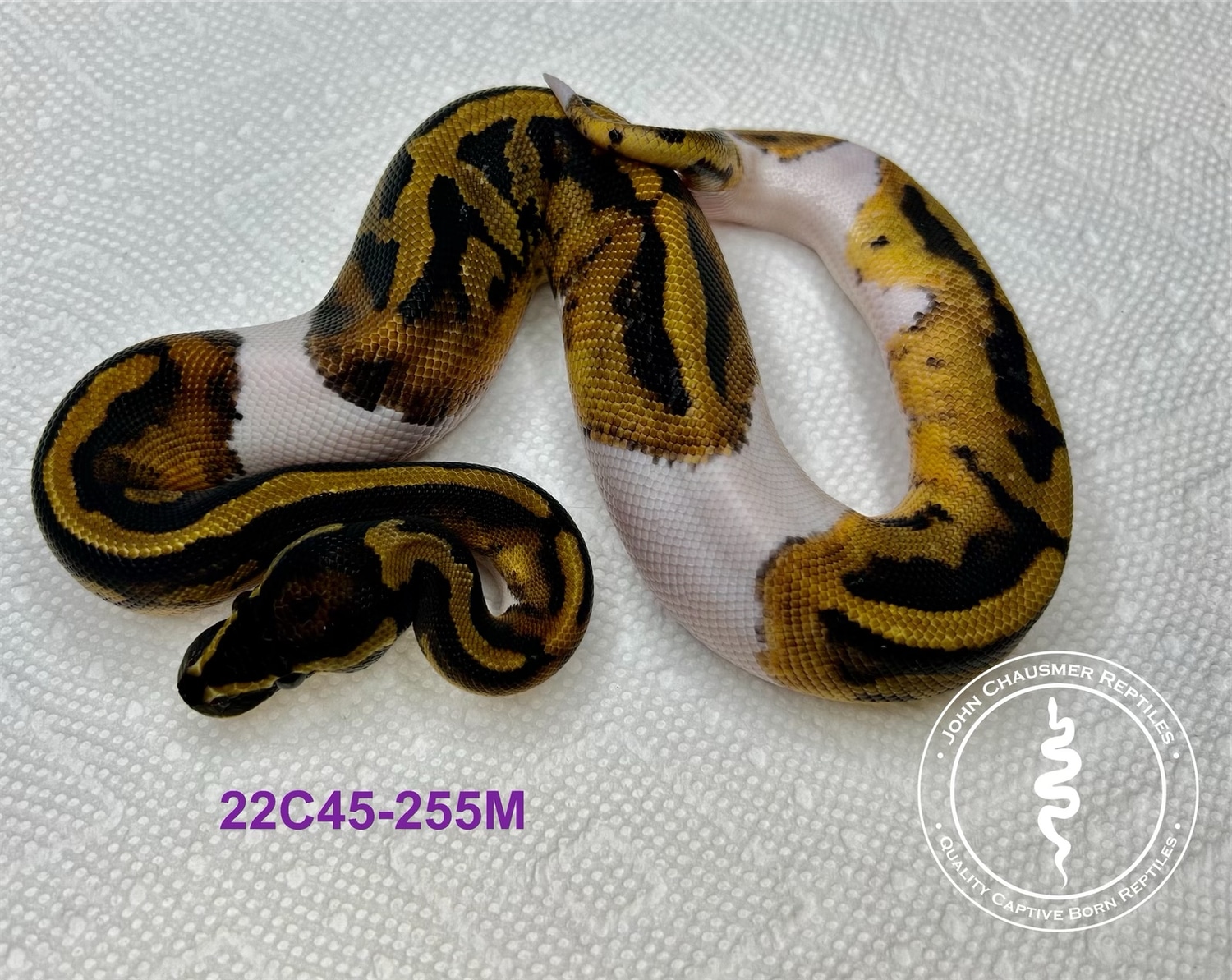 Piebald Het VPI Axanthic Ball Python by John Chausmer Reptiles ...