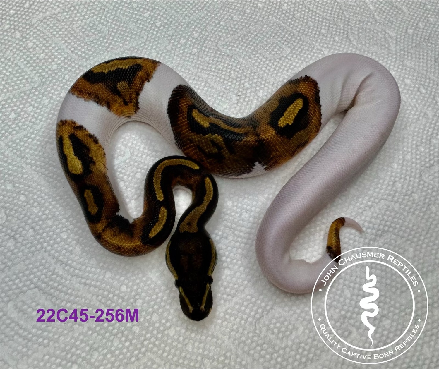 Piebald Het VPI Axanthic Ball Python by John Chausmer Reptiles ...