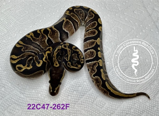 GHI Het Piebald Ball Python by John Chausmer Reptiles