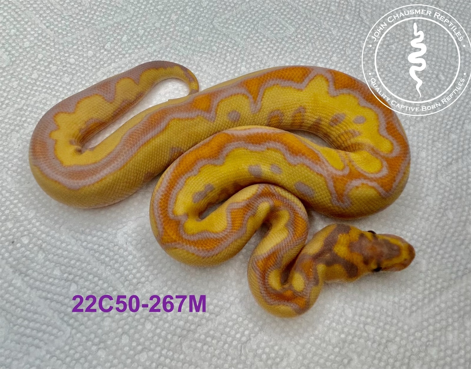 Banana Clown Ball Python by John Chausmer Reptiles - MorphMarket