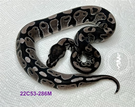 VPI Axanthic Het Piebald Ball Python by John Chausmer Reptiles