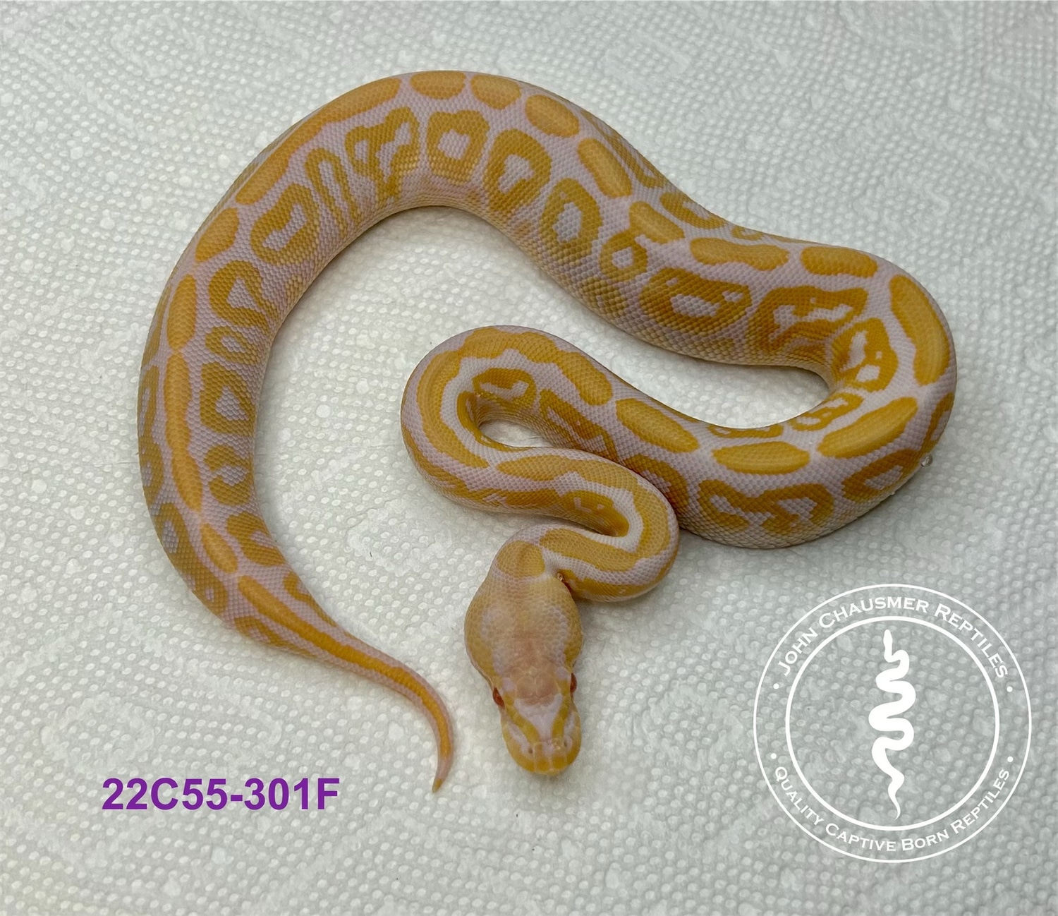 Black Pastel Albino Het Clown Ball Python by John Chausmer Reptiles ...