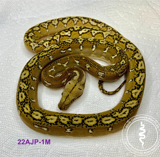 Phantom 66% Het Albino 50% Het Anery 31.25 Kalatoa Reticulated Python ...