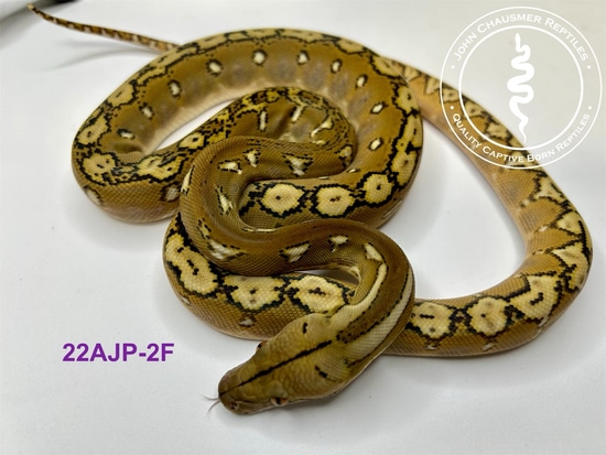 Phantom 66% Het Albino 50% Het Anery 31.25% Kalatoa Reticulated Python ...