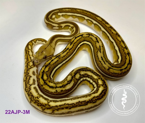 Phantom Tiger 66% Het Albino 50% Het Anery Reticulated Python by John ...