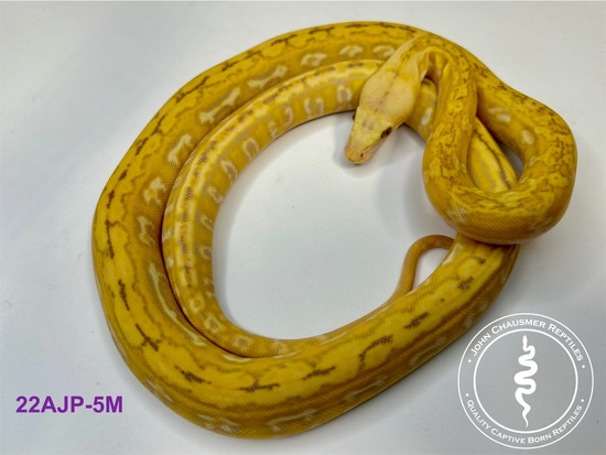 Albino Phantom Tiger 50% Het Anery 31.25% Kalatoa Reticulated Python by ...