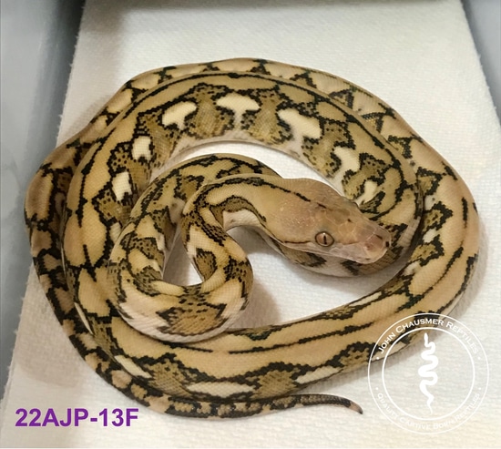 Tiger 66% Het Albino 50% Het Anery 31.25% Kalatoa Reticulated Python by ...