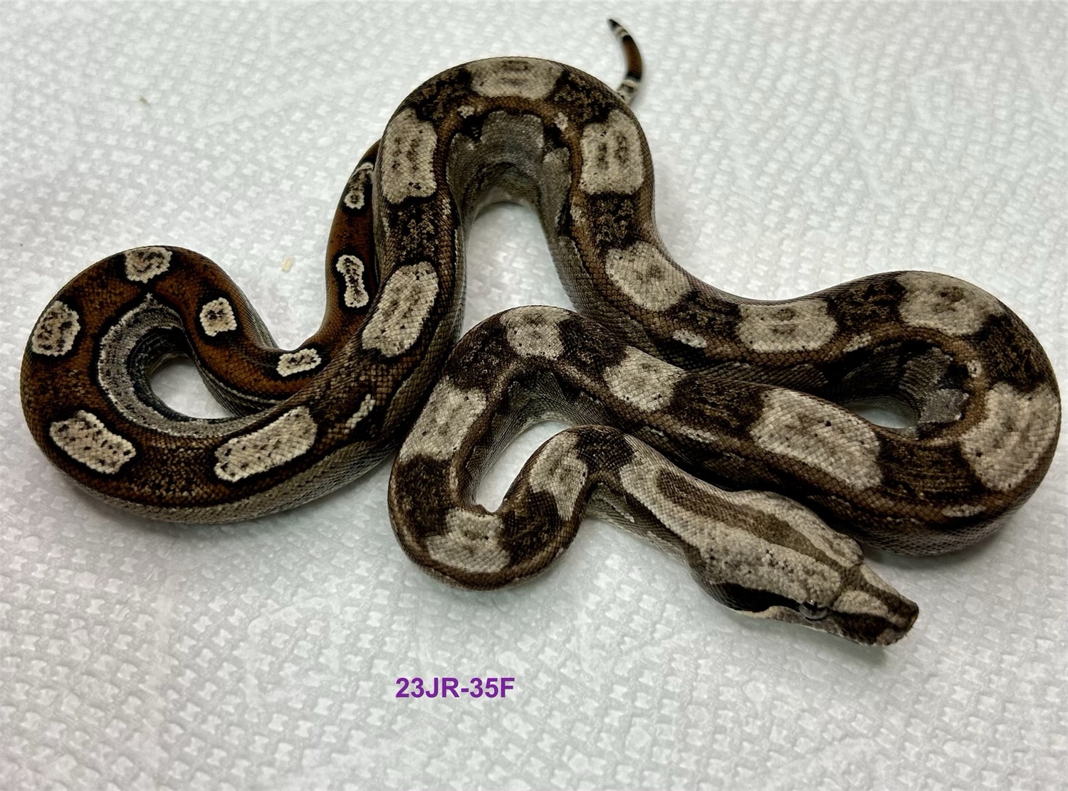 Keltic Het Sharp Albino Boa Constrictor by John Chausmer Reptiles ...