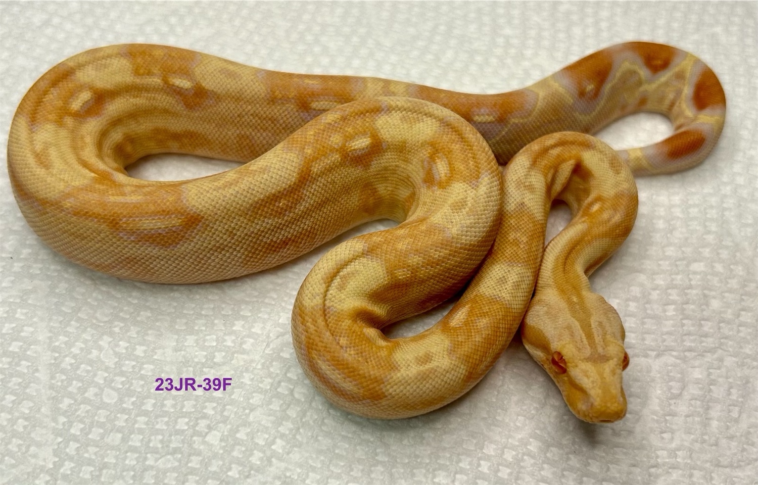 Sharp IMG Boa Constrictor by John Chausmer Reptiles - MorphMarket