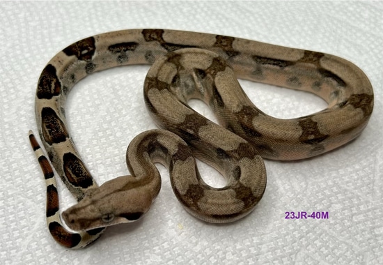 Fire Het Sharp Albino Boa Constrictor by John Chausmer Reptiles
