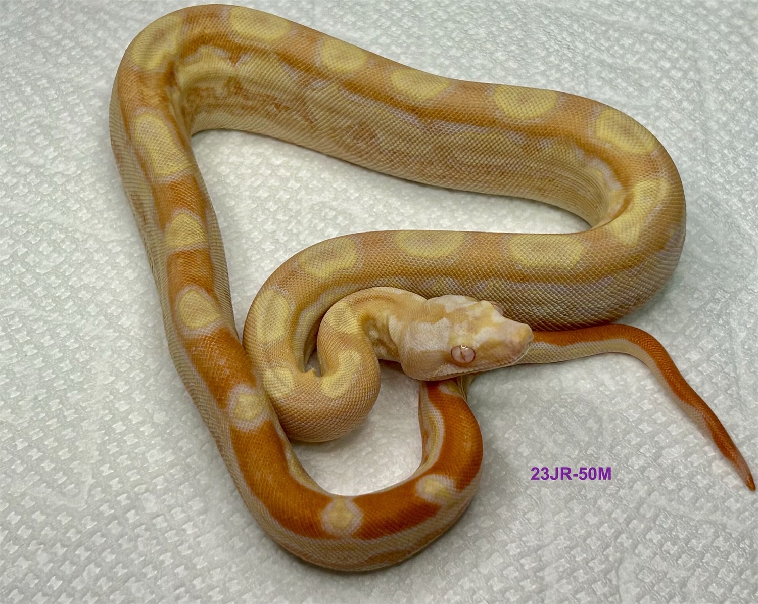 Sharp Albino Motley Boa Constrictor by John Chausmer Reptiles - MorphMarket