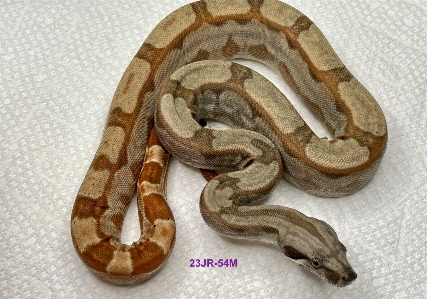 KeyWest DH VPI Snow Boa Constrictor by John Chausmer Reptiles - MorphMarket