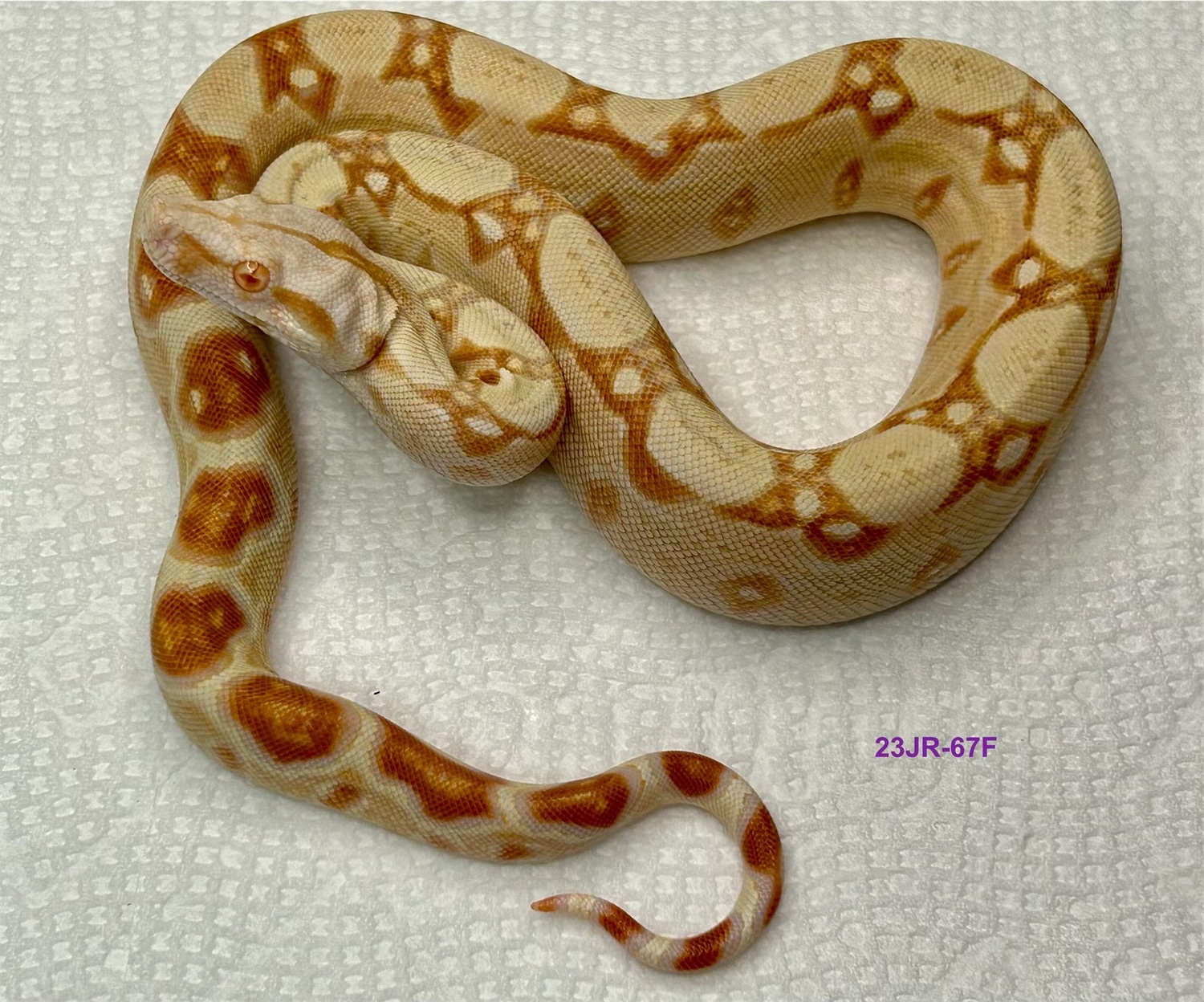 Sharp Albino Boa Constrictor by John Chausmer Reptiles - MorphMarket