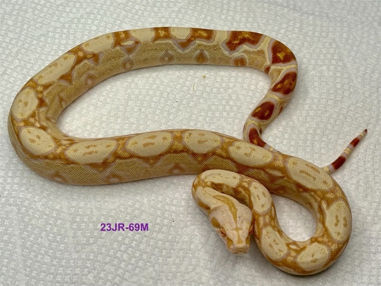 Sharp Albino Boa Constrictor by John Chausmer Reptiles