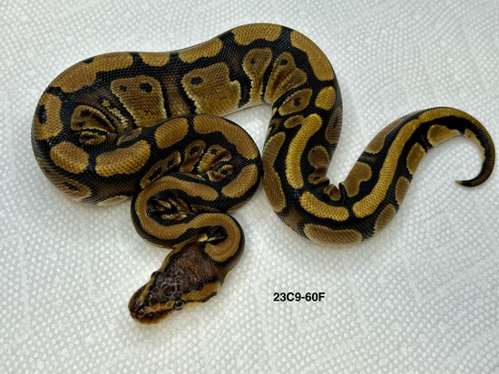 Red Stripe Het Clown Ball Python by John Chausmer Reptiles