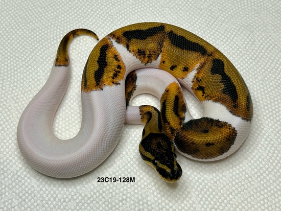 Piebald Het DG Ball Python by John Chausmer Reptiles