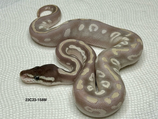 Mystic Potion Ball Python by John Chausmer Reptiles