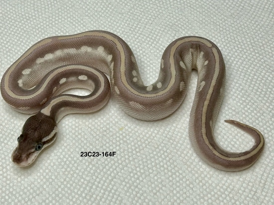 Mystic Potion Ball Python by John Chausmer Reptiles
