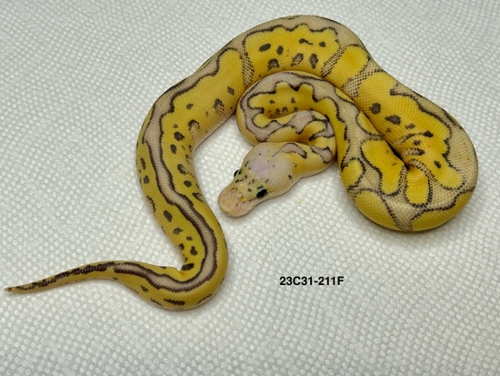 SuperFly Clown Ball Python by John Chausmer Reptiles
