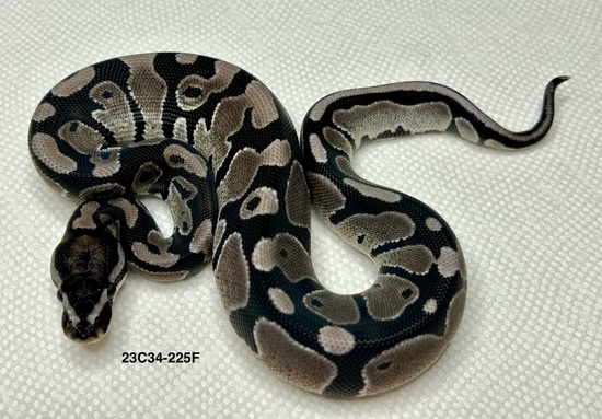 VPI Axanthic Het Piebald Ball Python by John Chausmer Reptiles