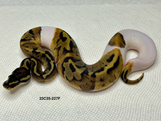 GHI Piebald Ball Python by John Chausmer Reptiles