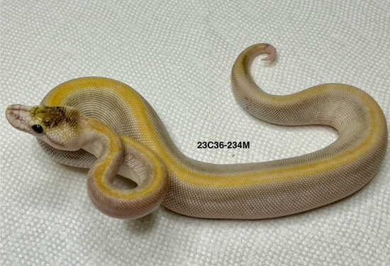 Lesser Cinnamon Champagne Ball Python by John Chausmer Reptiles