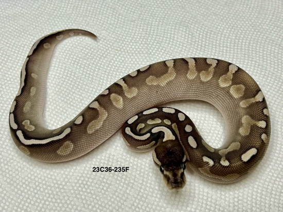 Lesser GHI Ball Python by John Chausmer Reptiles