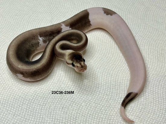 Pastel Gray Matter Ball Python by John Chausmer Reptiles