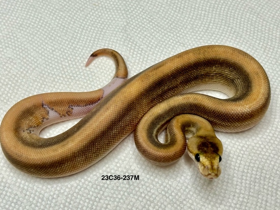 Champagne Cinnamon Ball Python by John Chausmer Reptiles