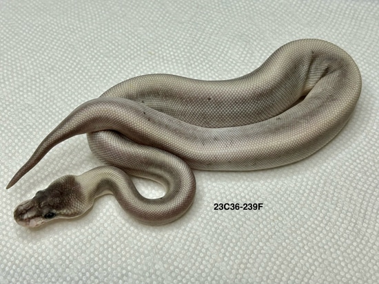 Pastel Cinnamon Champagne Ball Python by John Chausmer Reptiles