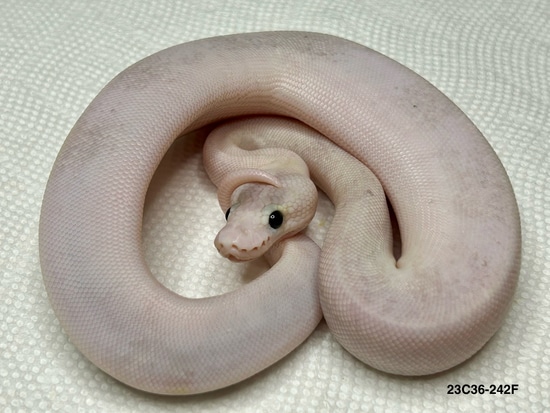 High White Gray Matter Ball Python by John Chausmer Reptiles