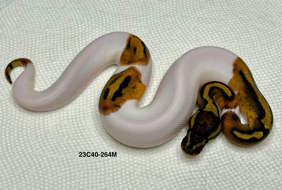 Piebald Het Lavender Ball Python by John Chausmer Reptiles