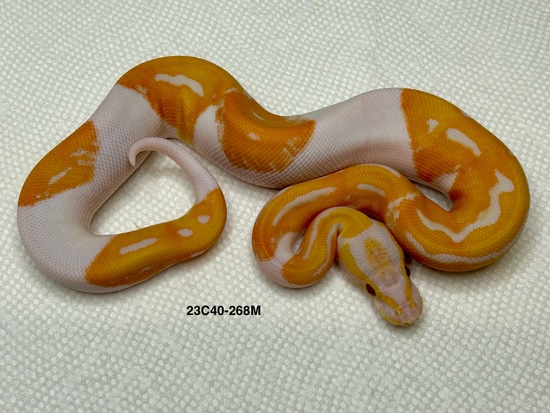 Black Pastel Dreamsicle Ball Python by John Chausmer Reptiles