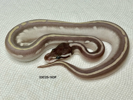 Mystic Potion Ball Python by John Chausmer Reptiles