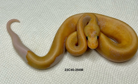 Banana Champagne Cinnamon Het Piebald Ball Python by John Chausmer Reptiles