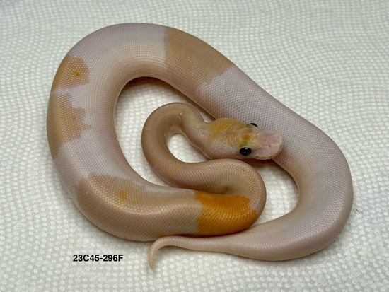 Banana Champagne Cinnamon GHI Het Piebald Ball Python by John Chausmer ...