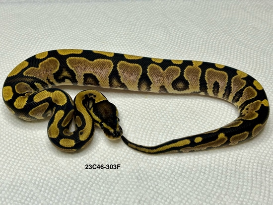 Calico DH VPI Axanthic/Clown Ball Python by John Chausmer Reptiles